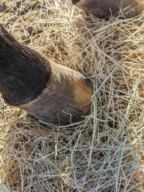 PROELITE Hoof Healthy Hoof, Skin, & Coat Support Horse Supplement, 3-lb ...