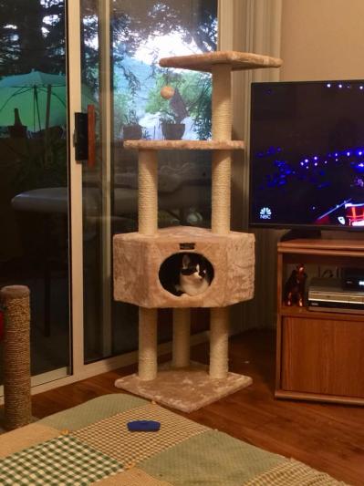 ARMARKAT 52-inch Cat Tree, Beige, 52-in - Chewy.com