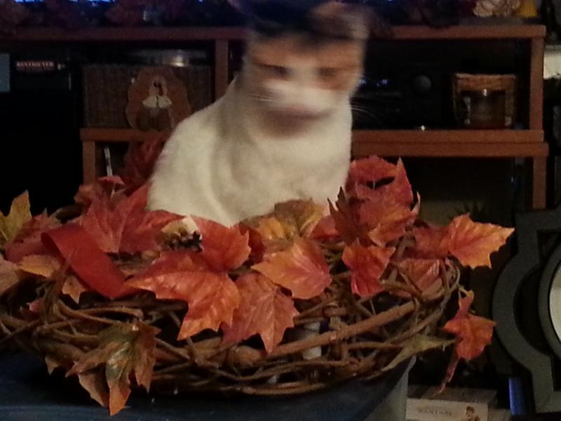 NATURALLY FRESH Quick Clumping Unscented Cat Litter, 40-lb bag - Chewy.com