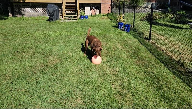 THE VIRTUALLY INDESTRUCTIBLE BALL Dog Toy, Color Varies, 14-in - Chewy.com