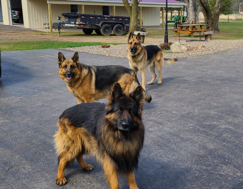 ZYMOX Otic Dog & Cat Ear Infection Treatment without Hydrocortisone, 1. ...