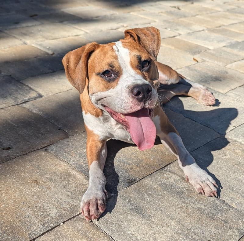 ALPHA PAW Antibacterial & Antifungal Medicated Dog & Cat Wipes, 60 ...