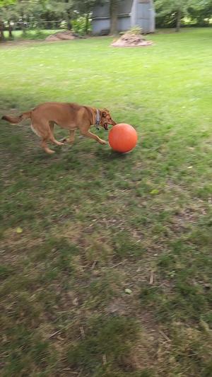 THE VIRTUALLY INDESTRUCTIBLE BALL Dog Toy, Color Varies, 14-in - Chewy.com