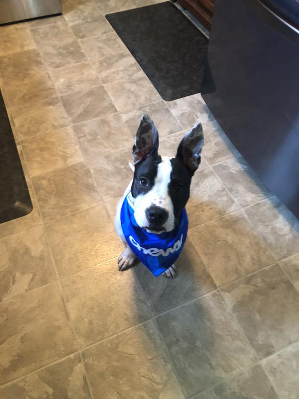 KONG Tuggerknots Moose Dog Toy, Medium/Large - Chewy.com