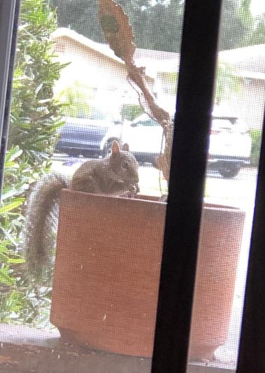 EXOTIC NUTRITION Critter Selects Squirrel Treats, 3-oz bag - Chewy.com