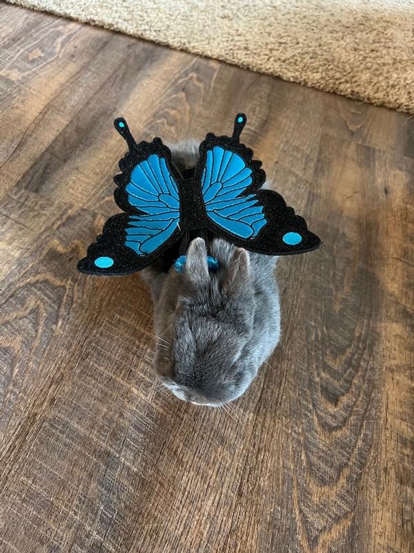 FRISCO Small Pet Butterfly Wings - Chewy.com