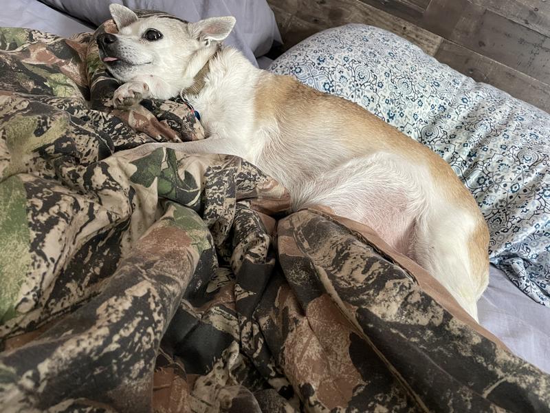 PRANA PETS Lignans & Melatonin Blend Medicine for Cushing's Disease for ...