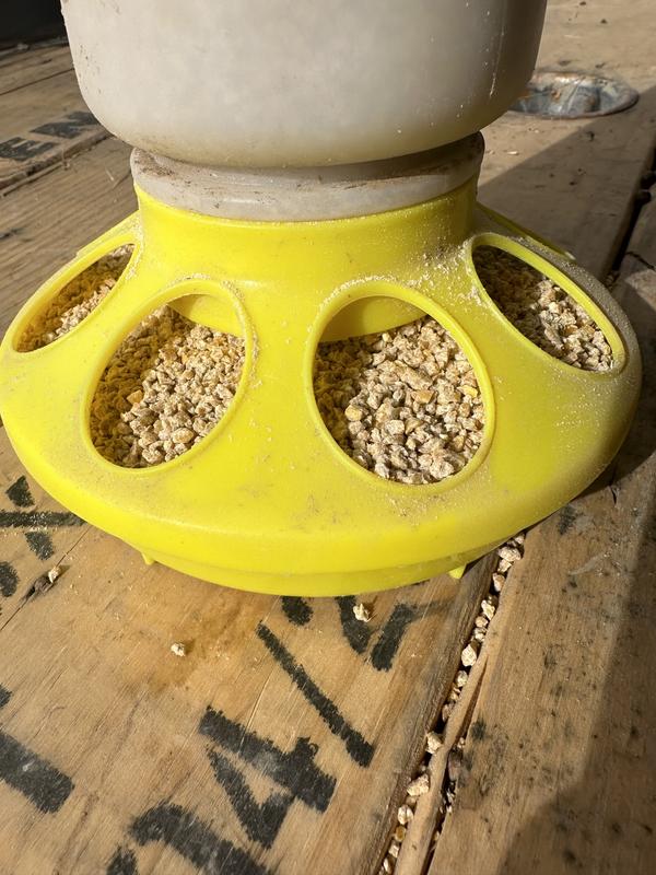 NUTRENA Country Feeds Duck & All Flock Starter Crumble Poultry Feed, 50 ...