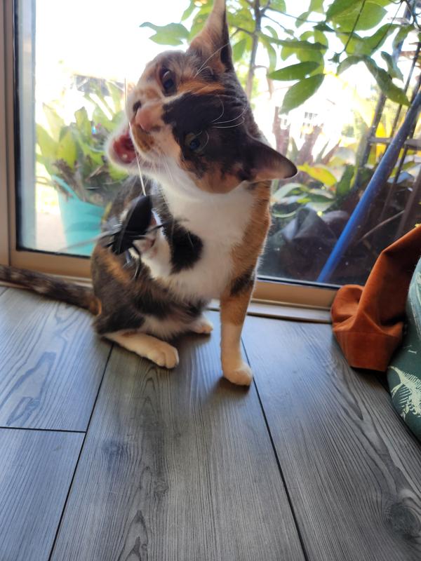 PLAYOLOGY Spider Teaser-Wands Cat Toy, Multicolor - Chewy.com