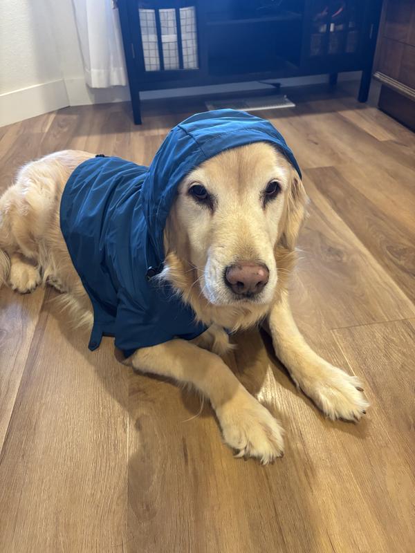 FRISCO Ultra Lightweight Dog & Cat Windbreaker with Removable Hood ...