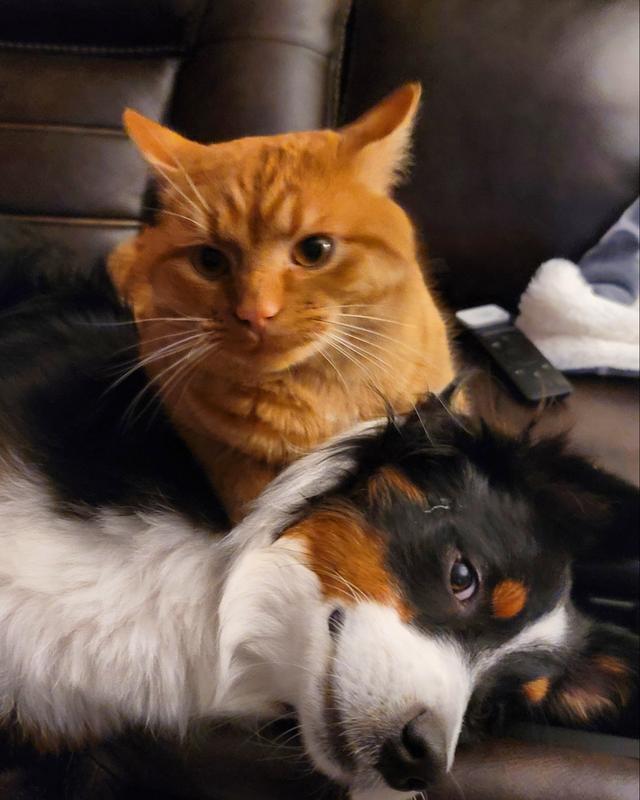 Product Reviews for PRN PHARMACAL CoproBan Roast Beef Flavored ...