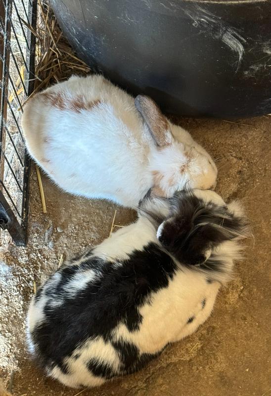 KENT / BLUE SEAL Home Fresh Pro Hutch 16 Pellet Rabbit Food, 25-lb bag ...