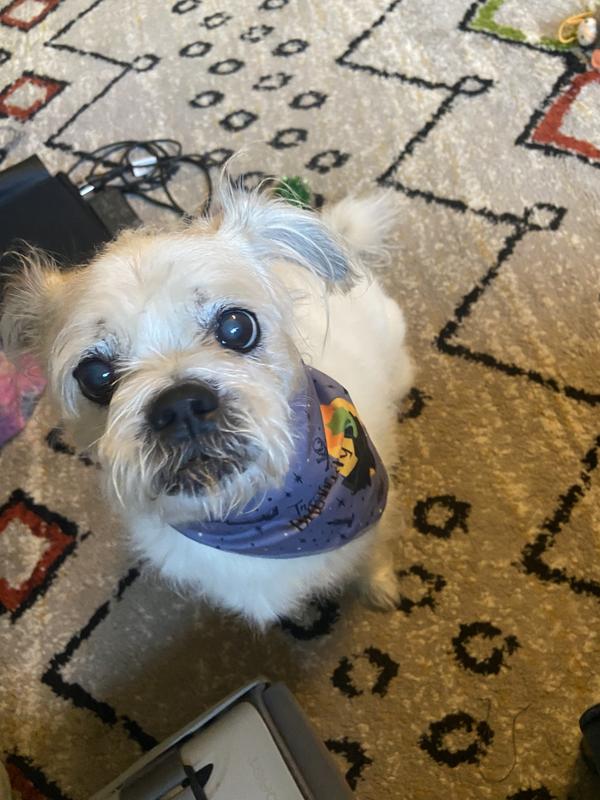 Discontinued - DISNEY Hocus Pocus Reversible Dog & Cat Bandana, Medium ...