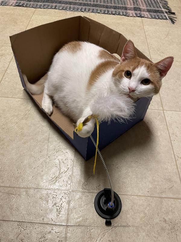 PLAYOLOGY Suction Cup Spring Bird Cat Toy - Chewy.com