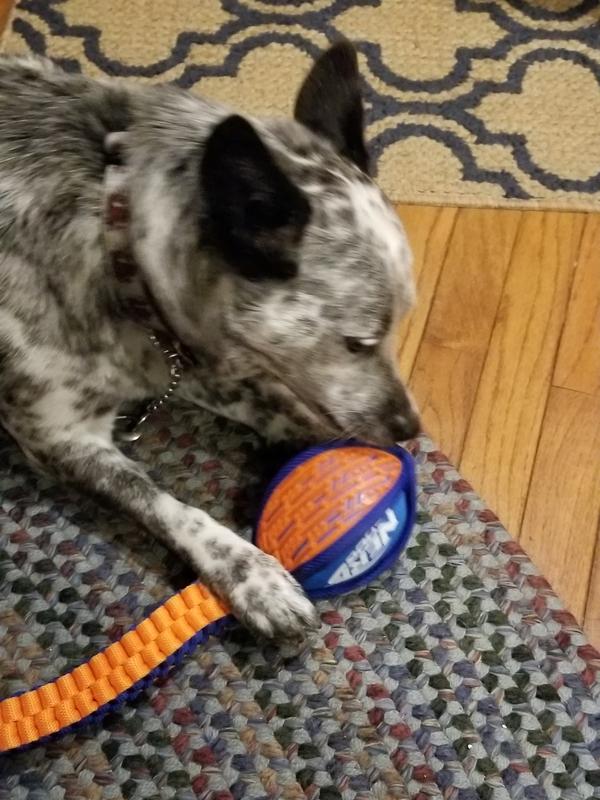 NERF DOG Force Grip Vortex Chain Tug Dog Toy, 30-in - Chewy.com