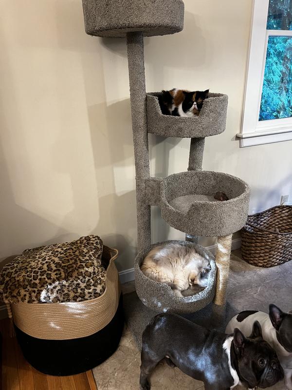 SMARTYKAT Catnip Mist Spray, 7-oz bottle - Chewy.com