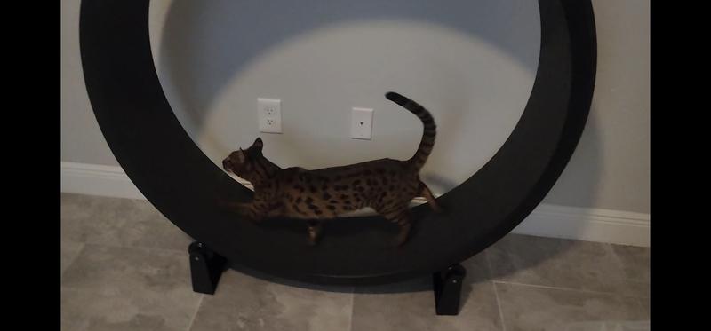 ONE FAST CAT Gen 7 Cat Exercise Wheel, Black with Black Felt Pads ...