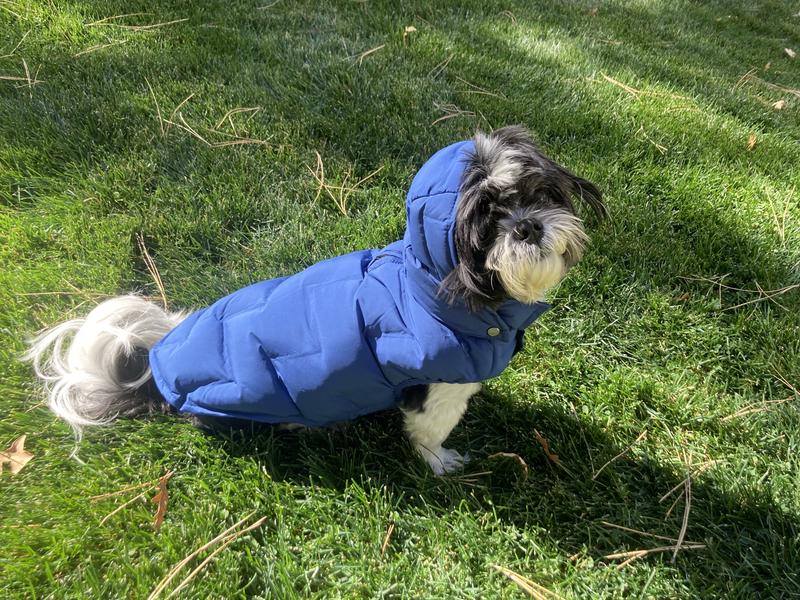FRISCO Mediumweight Quilted Dog & Cat Puffer with Removable Hood, Blue ...