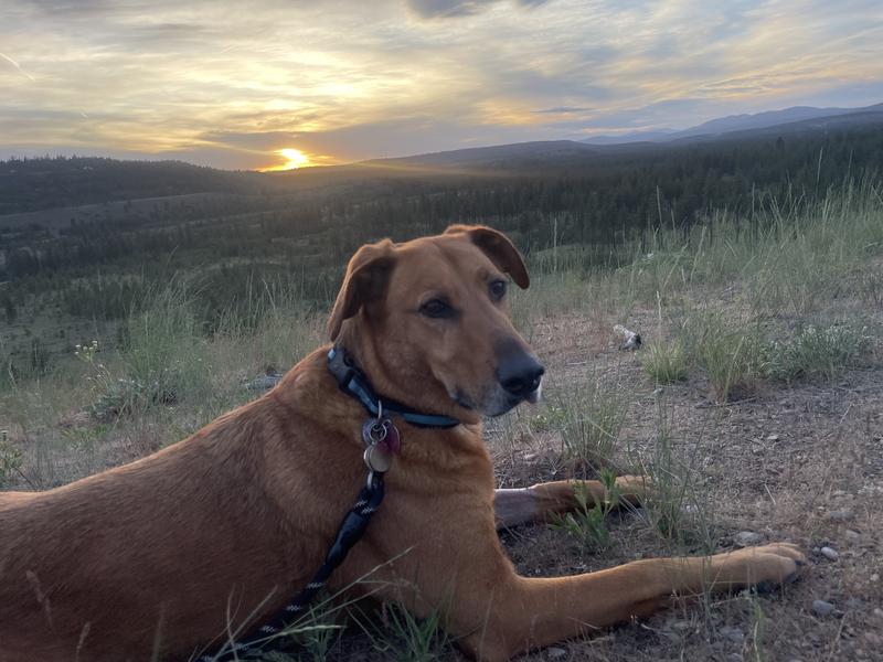 PANCREPLUS Powder for Dogs & Cats, 12-oz - Easy Refills | Chewy Rx