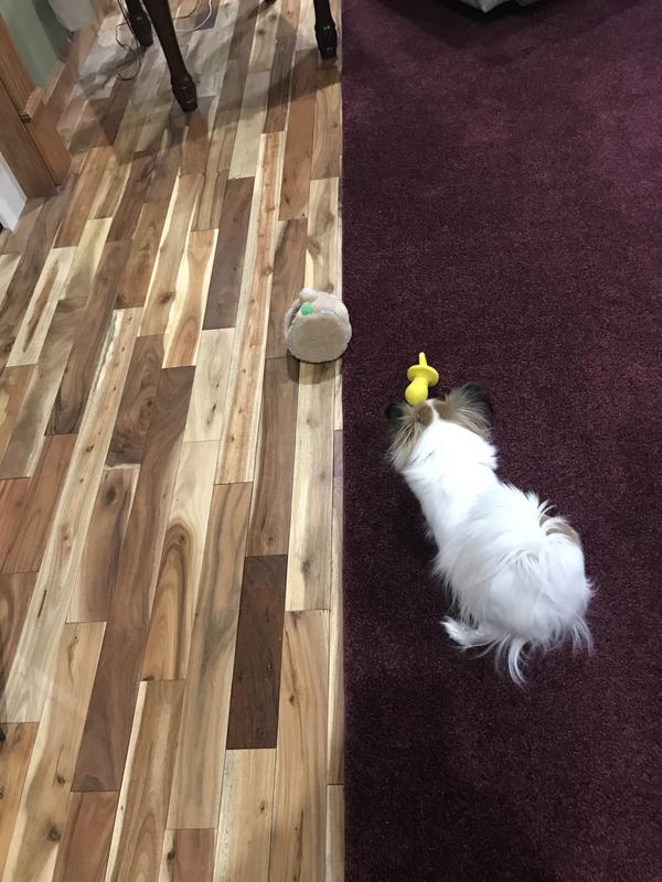 ETHICAL PET Pacifier Squeaky Puppy Chew Toy, Color Varies, 4-in - Chewy.com