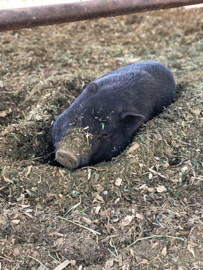 KRUSE'S PERFECTION BRAND Pellet Mini Pig Food, 50-lb bag - Chewy.com