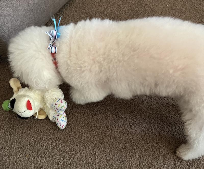 MULTIPET Lamb Chop Squeaky Plush Dog Toy, Mini - Chewy.com