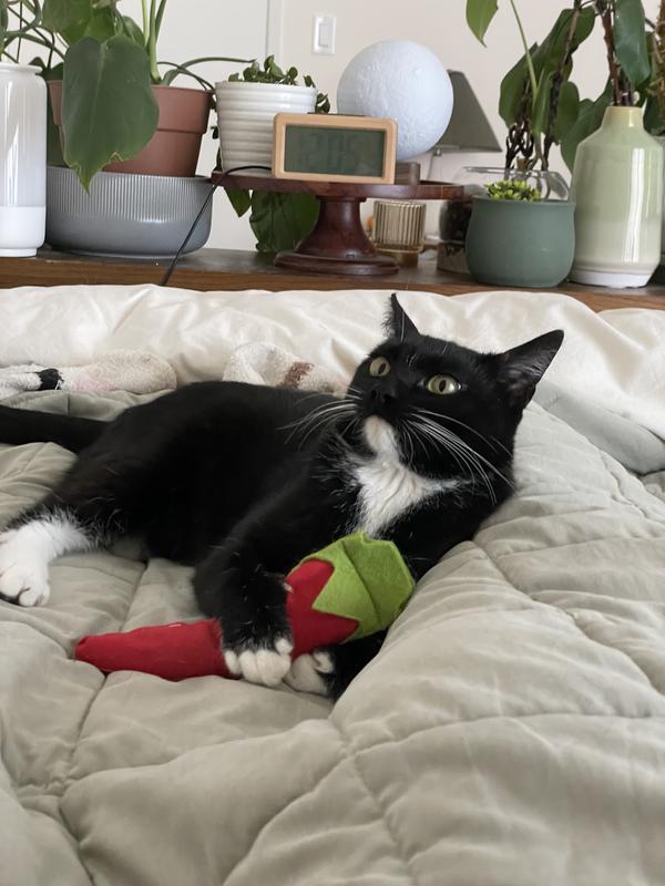 OURPETS Hot Stuff Cat Toy, 2 count - Chewy.com