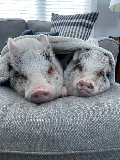 PIGGY POO AND CREW Litter Box for Animals Big or Small, X-Large - Chewy.com