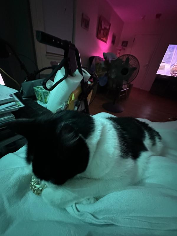 KONG Naturals Straw Balls Cat Toy, Straw Balls, 2-pack - Chewy.com