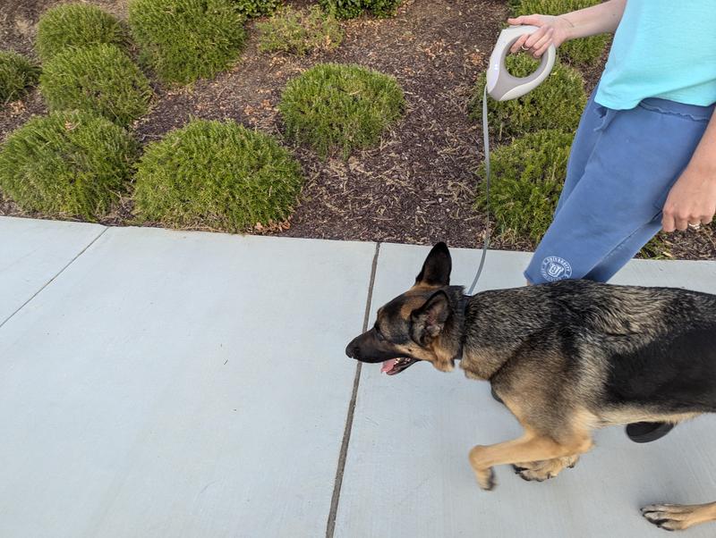 GROOVYPETS LED Flashlight Wearable Hand-Free Retractable Dog Leash, 10 ...