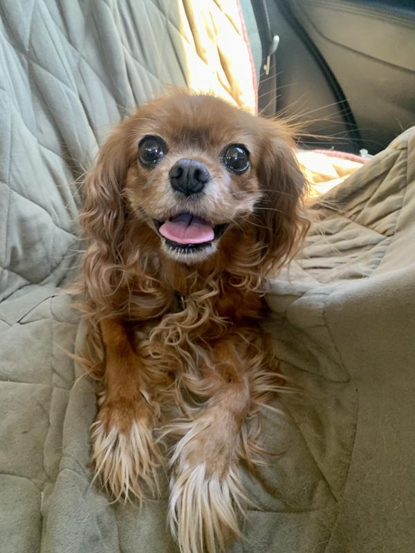 PIMOBENDAN COMPOUNDED Capsule for Dogs & Cats, 7-mg, 120 capsules ...