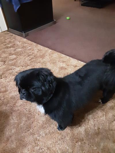 PRN PHARMACAL CoproBan Roast Beef Flavored Coprophagia Dog Deterrent ...