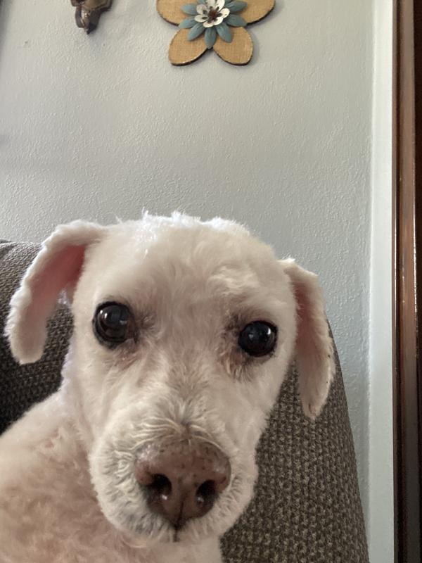 VETALITY Canine Aspirin for Dogs, 120 count - Chewy.com