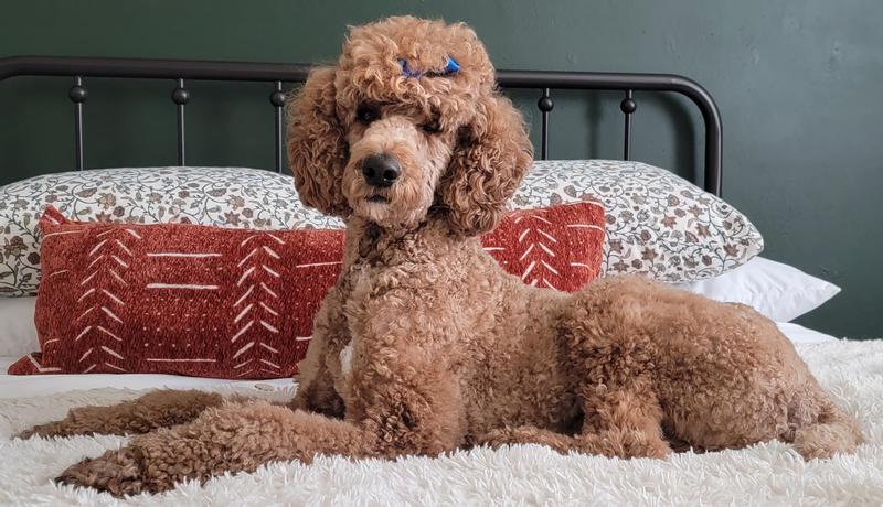 VIRBAC Epi-Otic Advanced Ear Cleaner for Dogs & Cats, 4-fl oz bottle ...