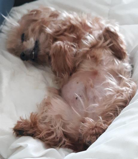 DOUXO S3 PYO Antiseptic Antifungal Chlorhexidine Dog & Cat Wipes 30 ...