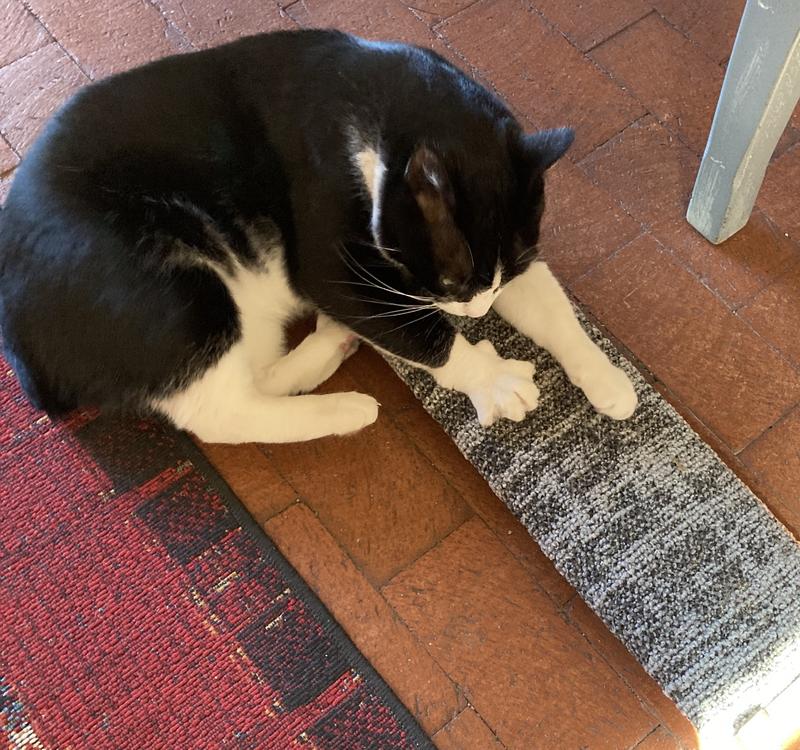 OMEGA PAW Lean-It Anywhere Cat Scratch Post, Wide, 38-in - Chewy.com