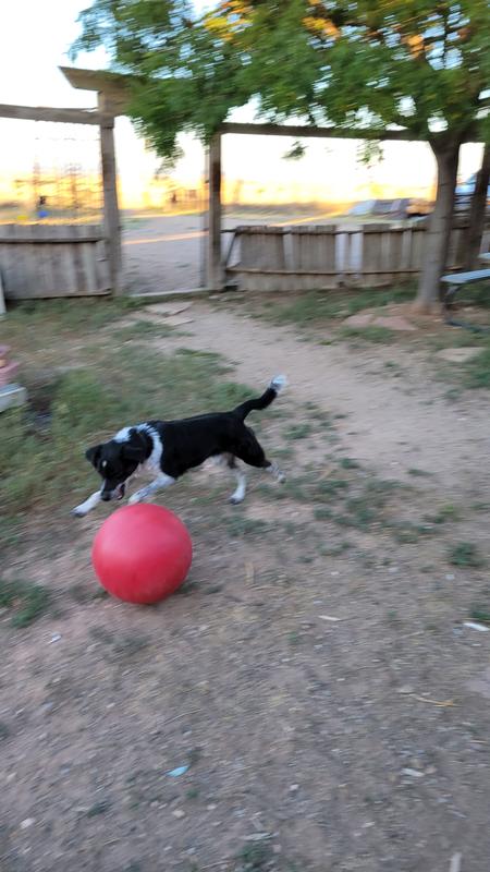 THE VIRTUALLY INDESTRUCTIBLE BALL Dog Toy, Color Varies, 14-in - Chewy.com