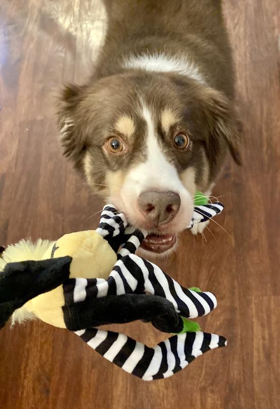 FRISCO Halloween Spider Plush Squeaky Dog Toy, Small/Medium, 2 count ...