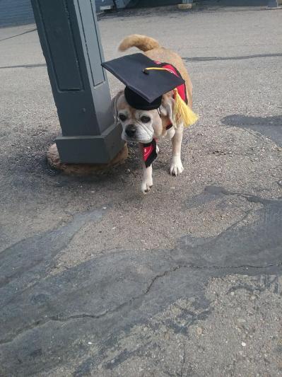 RUBIE'S COSTUME COMPANY Graduation Hat Dog & Cat Costume, Small/Medium ...