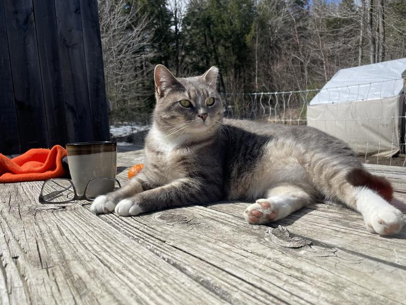 FRISCO Slicker Cat Brush - Chewy.com