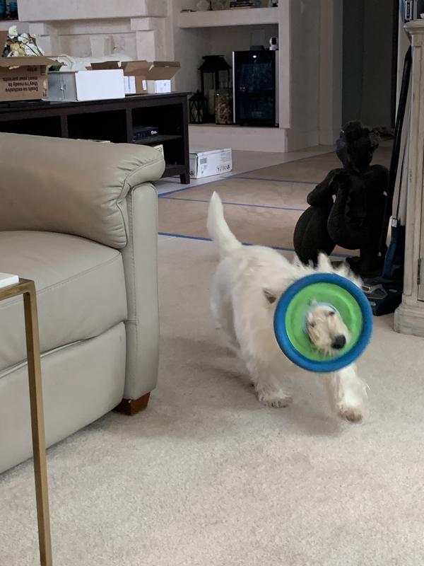 CHUCKIT! Zipflight Disc Dog Toy, Color Varies, Medium - Chewy.com