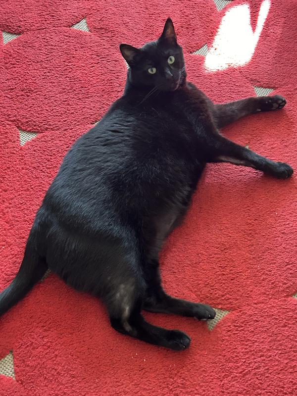 ROYAL CANIN VETERINARY DIET Adult Selected Protein PR Loaf in Sauce ...