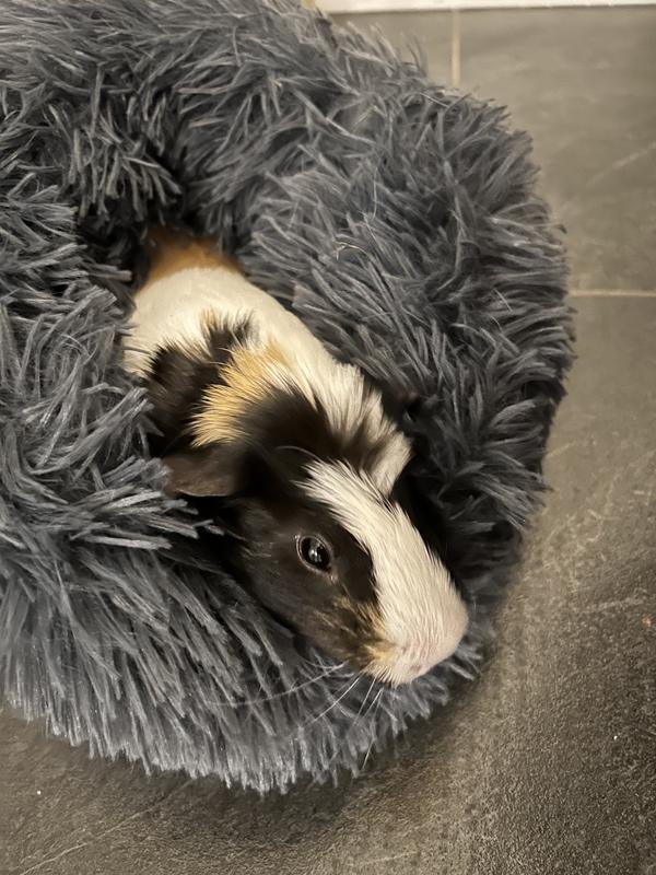 PAW INSPIRED Furr-O Burrowing Guinea Pig & Small Pet Bed, Tan - Chewy.com