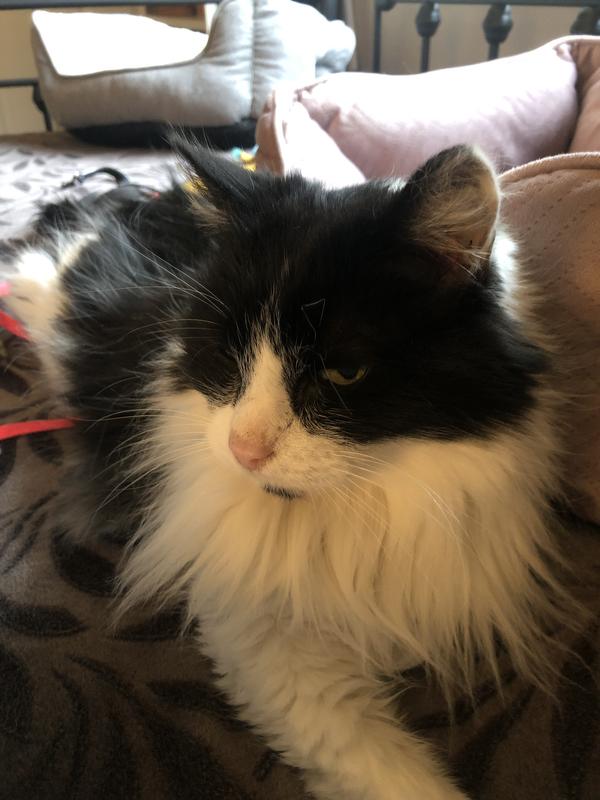 ICU MEDICAL Lactated Ringers Electrolyte Injection Solution, 1000-mL ...