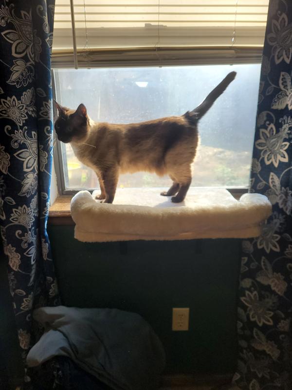 FRISCO Plush Cat Window Perch with Removable Bolster - Chewy.com