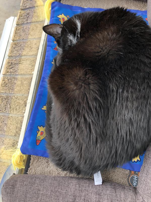 FAT CAT Boogie Mat Cat Toy, Color Varies - Chewy.com