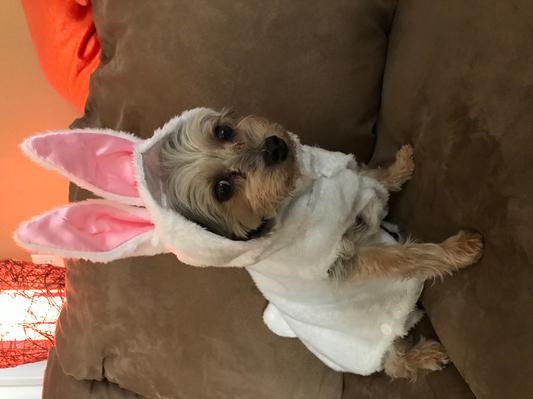 Temporarily Unavailable - RUBIE'S COSTUME COMPANY Bunny Dog & Cat ...