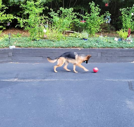 THE VIRTUALLY INDESTRUCTIBLE BALL Dog Toy, Color Varies, 14-in - Chewy.com