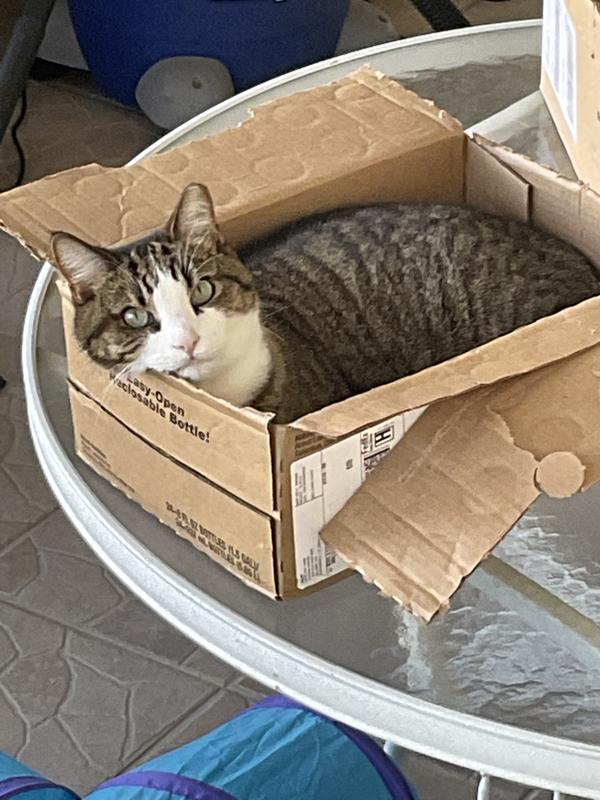 FRESH KITTY Deluxe Cat Litter Scoop, Color Varies, X-Large - Chewy.com