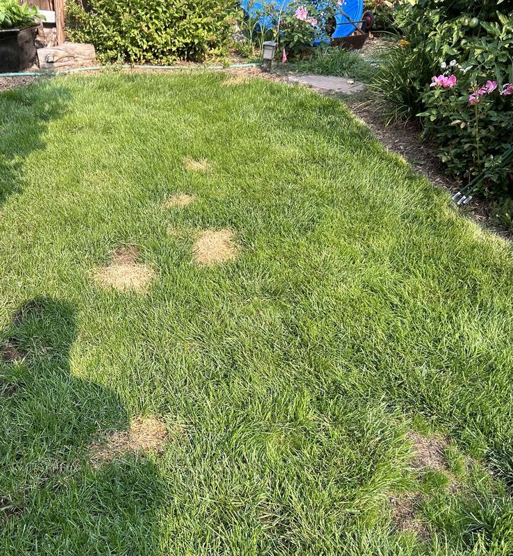 Green Grass Chews For Dogs Peterals Natural Mineral Rocks To Prevent ...